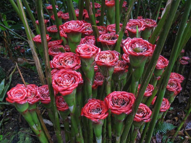 No interior de SP, Jardim Botânico Plantarum tem o maior acervo da AL