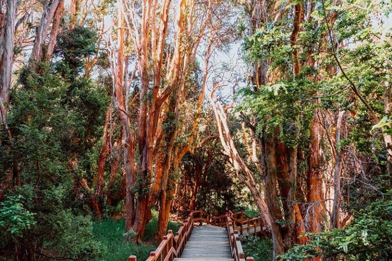 Isla Victoria e Bosque de Arrayanes: passeios tradicionais em Bariloche