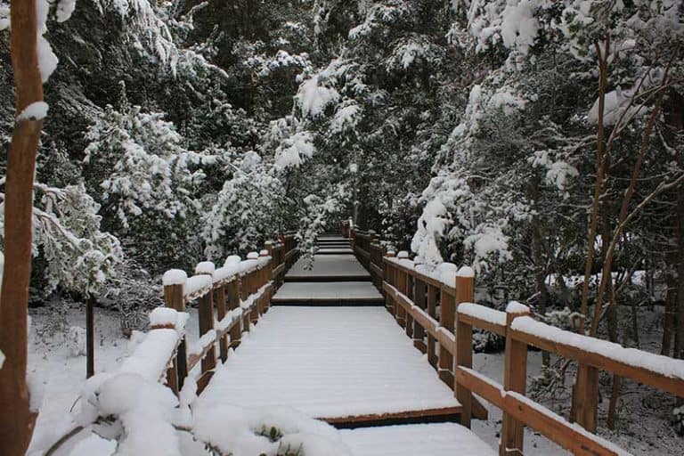 Isla Victoria e Bosque de Arrayanes: passeios tradicionais em Bariloche